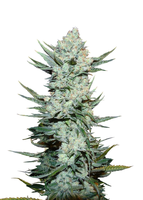 Tangie Auto Strain Info / Tangie Auto Weed By Fast Buds - GrowDiaries