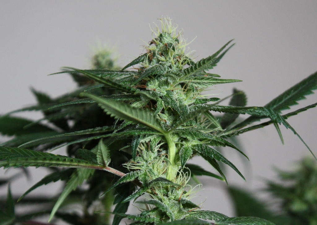 SSSG Strain Info / SSSG Weed By Connoisseur Genetics - GrowDiaries