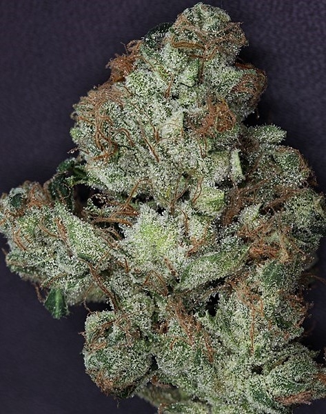 Colorado Diesel Strain Info / Colorado Diesel Weed By Rare Dankness ...