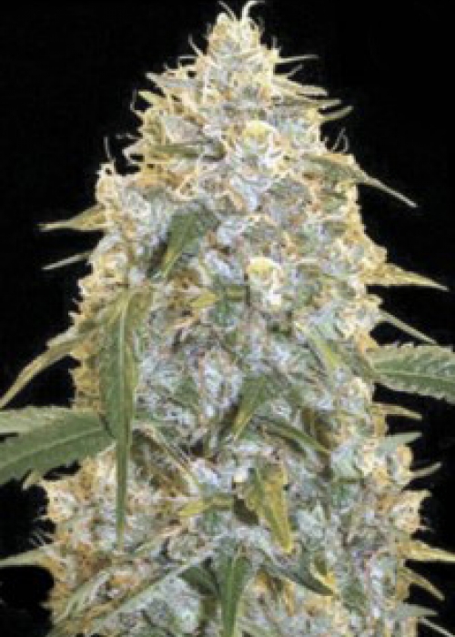 BulkSeedBank breeder. Seed bank info - GrowDiaries