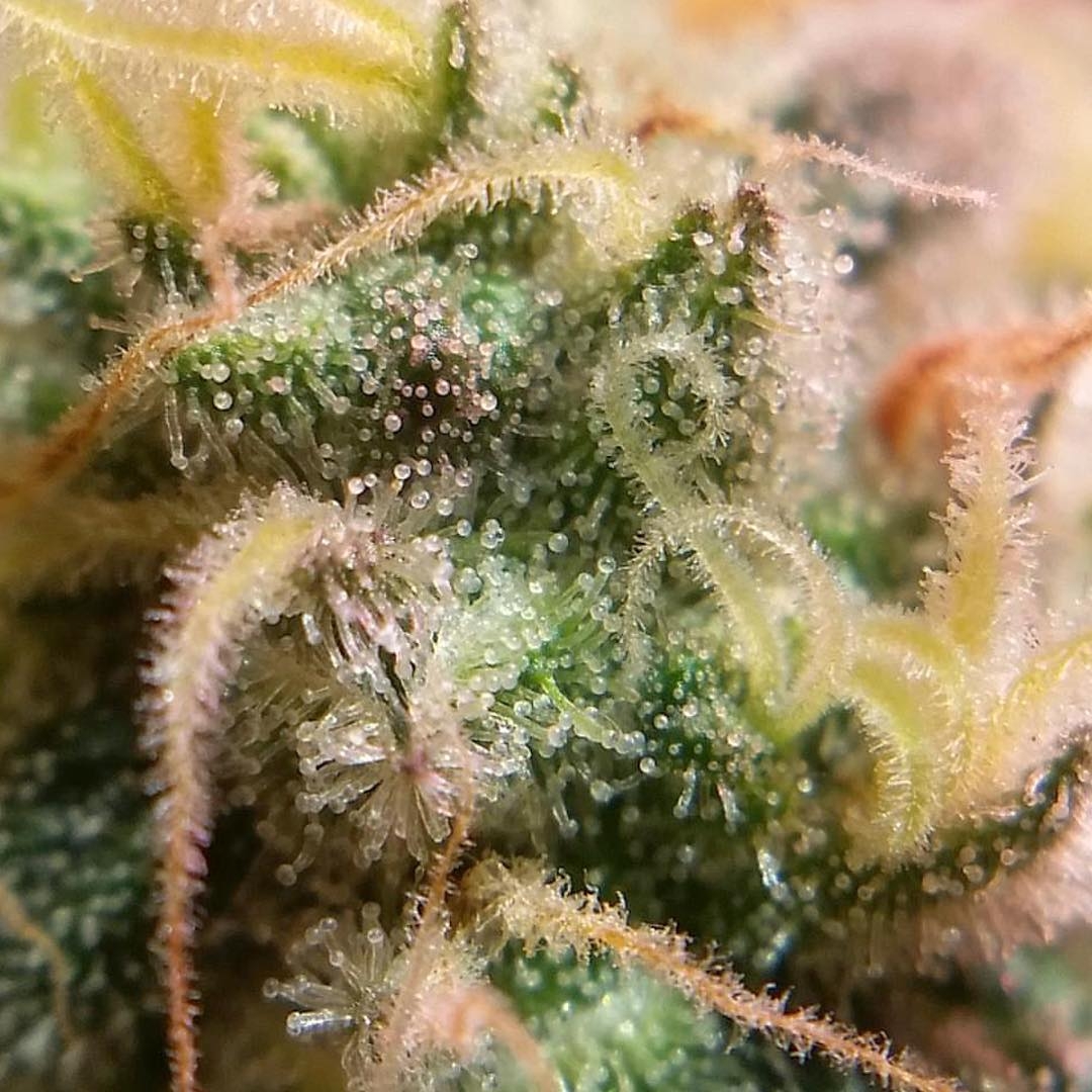 Grape Stomper x OG Strain Info / Grape Stomper x OG Weed By Gage Green ...
