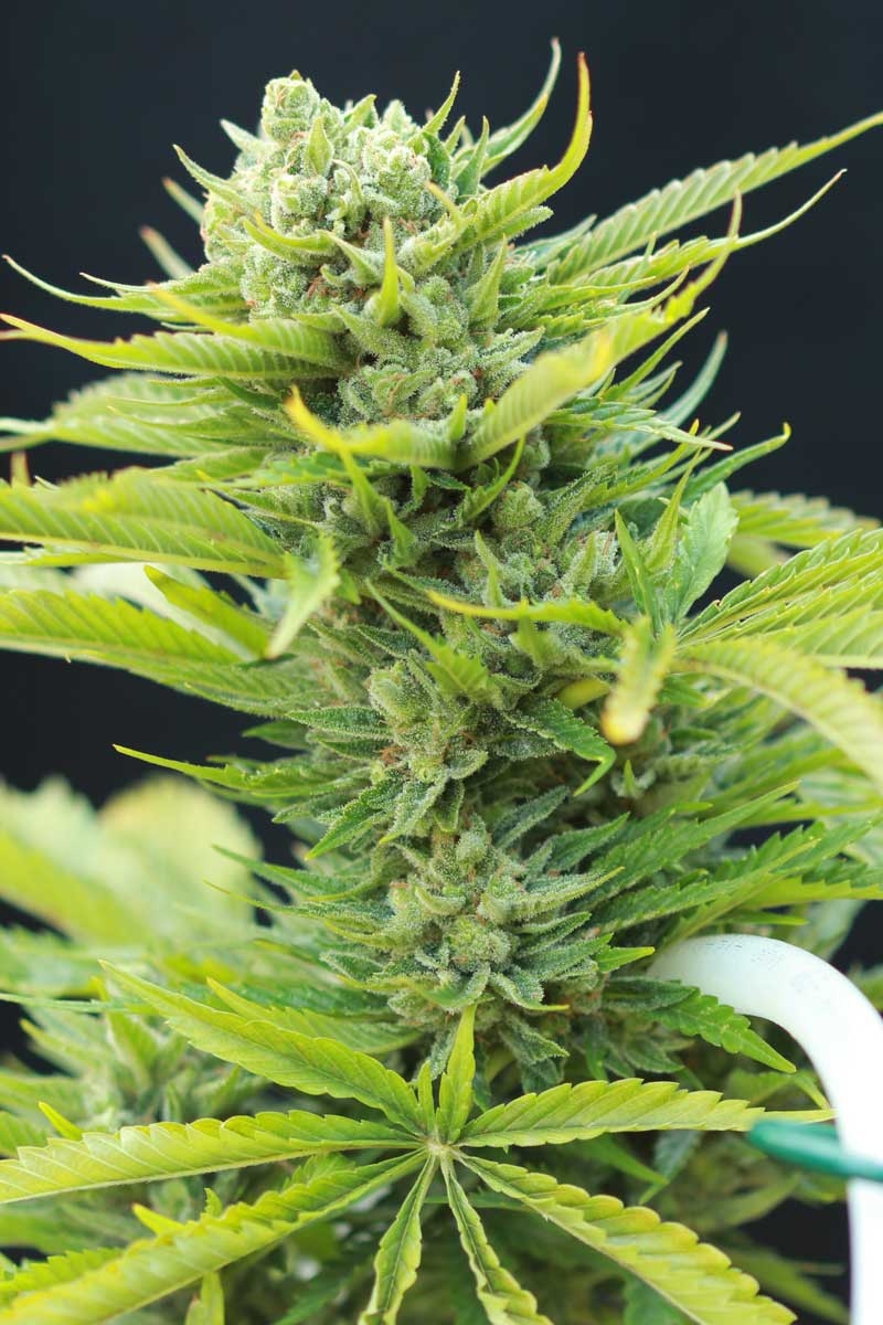 Dairy Queen Strain Info / Dairy Queen Weed By TGA Genetics Subcool ...