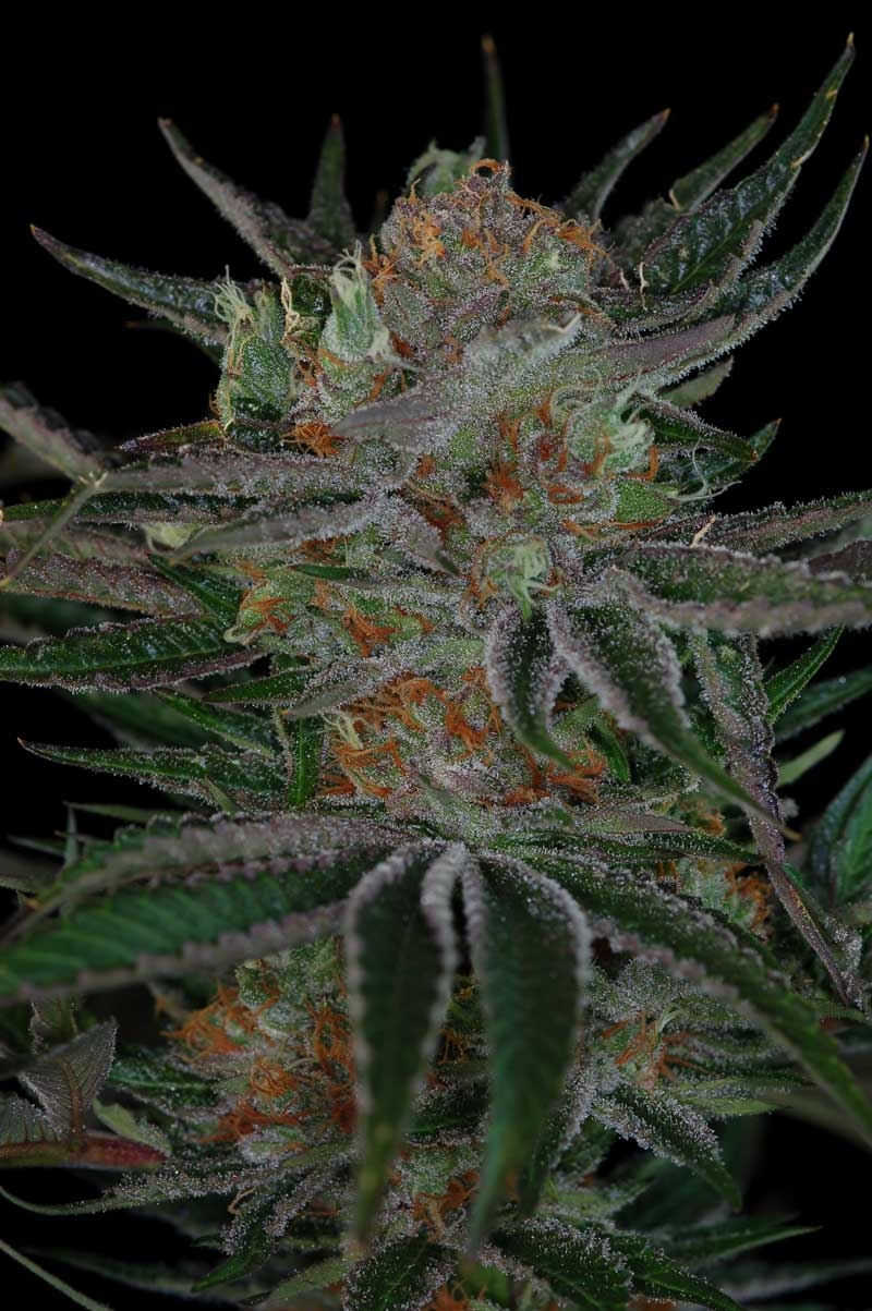 Qush Strain Info / Qush Weed By TGA Genetics Subcool Seeds - GrowDiaries