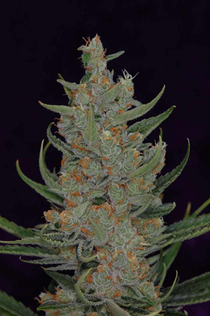 Space Bomb Strain Info / Space Bomb Weed By TGA Genetics Subcool Seeds ...
