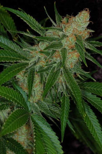 Vortex Strain Info / Vortex Weed By TGA Genetics Subcool Seeds ...