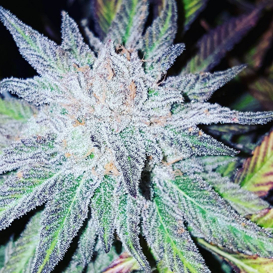 Purple Dream Strain Info / Purple Dream Weed By Grand Daddy Purp ...