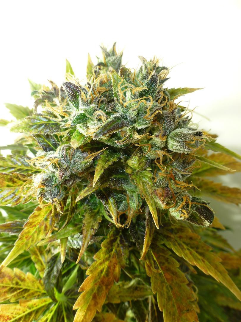 Stardust Strain Info / Stardust Weed By Flash Seeds - GrowDiaries