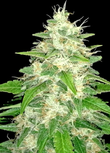 Gorrila Glue #4 (Expert Gorilla) Strain Info / Gorrila Glue #4 (Expert ... Gorrila Glue #4 (Expert Gorilla) Strain Info / Gorrila Glue #4 (Expert ...