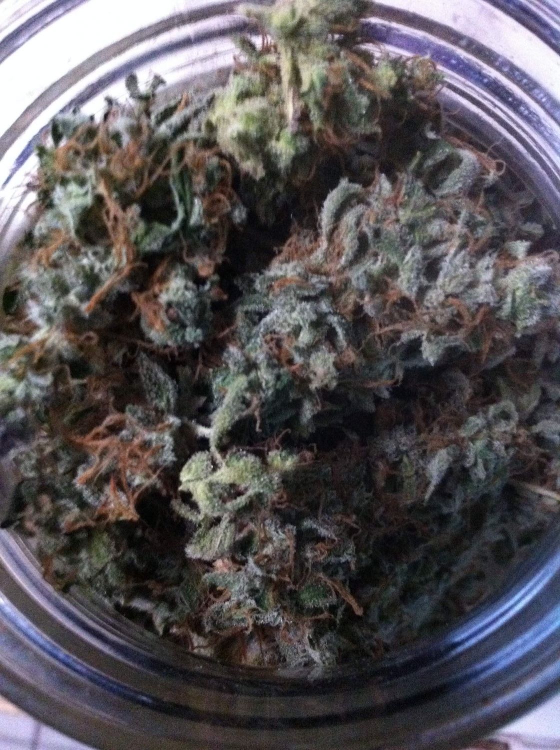 Super Skunk Autoflower Strain Info / Super Skunk Autoflower Weed By ...