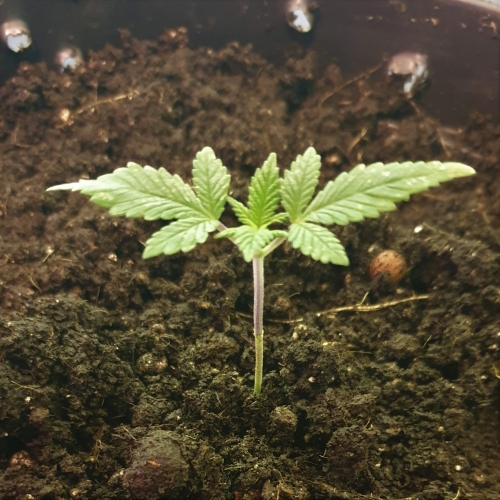 Pink Kush Strain Info / Pink Kush Weed By Barney's Farm - GrowDiaries