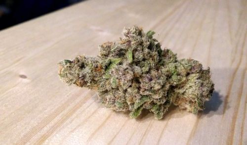 Misty Gorilla Strain Info / Misty Gorilla Weed By Zambeza - GrowDiaries