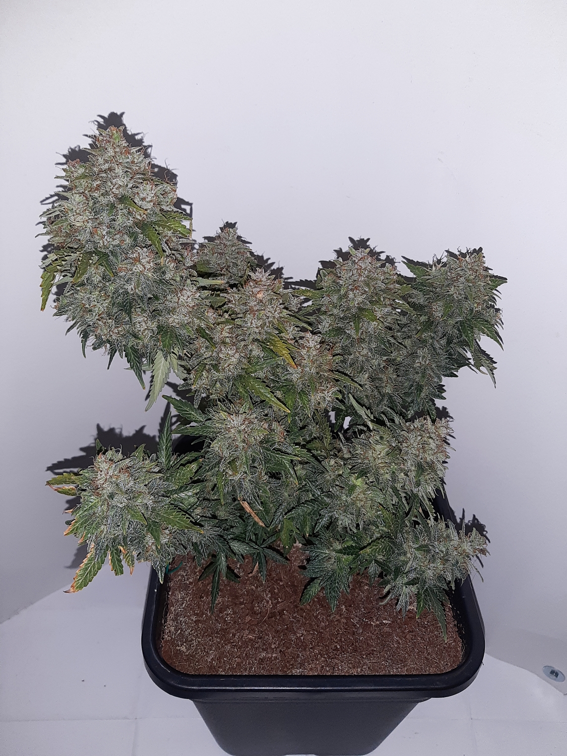 White Critical Kush Automatic Strain Info / White Critical Kush ...