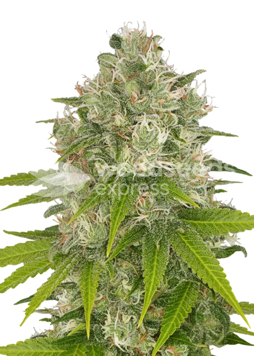 Power Kush feminized seeds Strain Info / Power Kush feminized seeds ...
