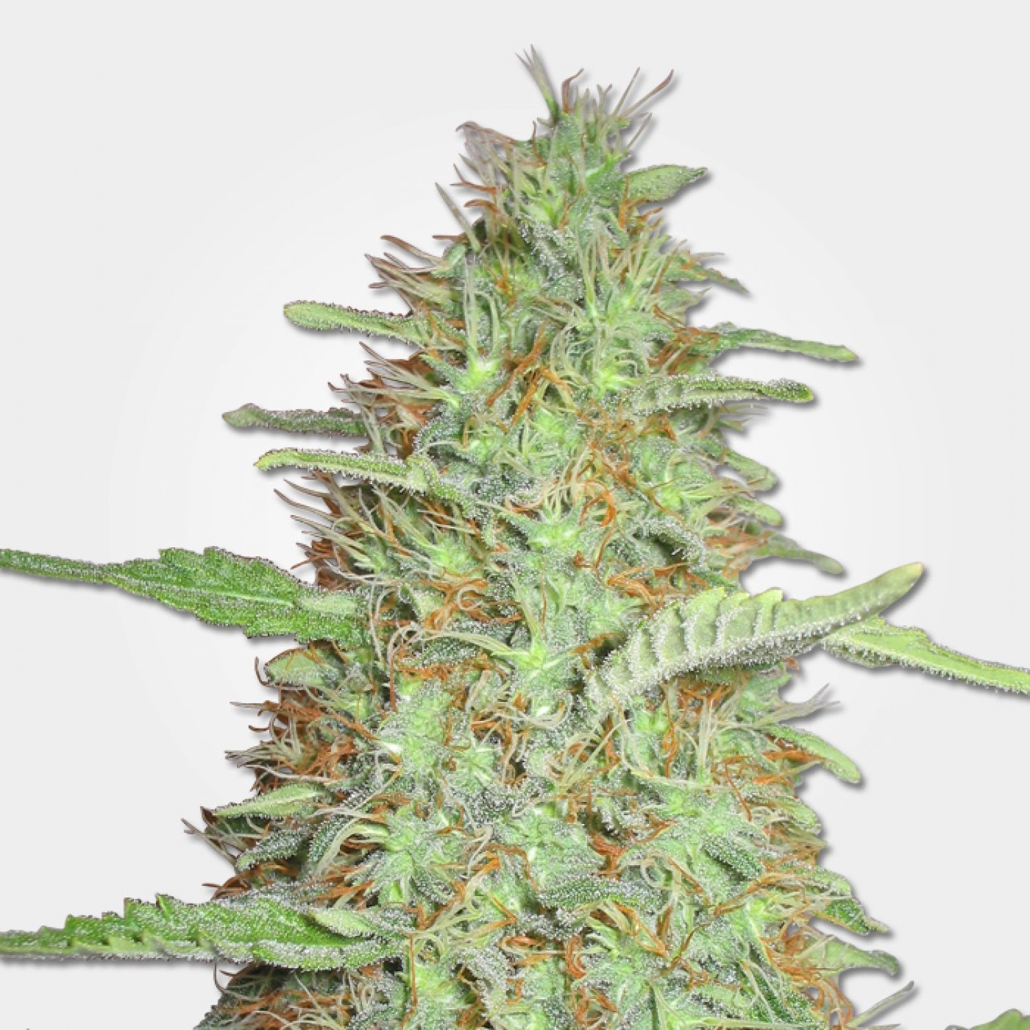 Orange Bud Strain Info / Orange Bud Weed By MSNL - GrowDiaries