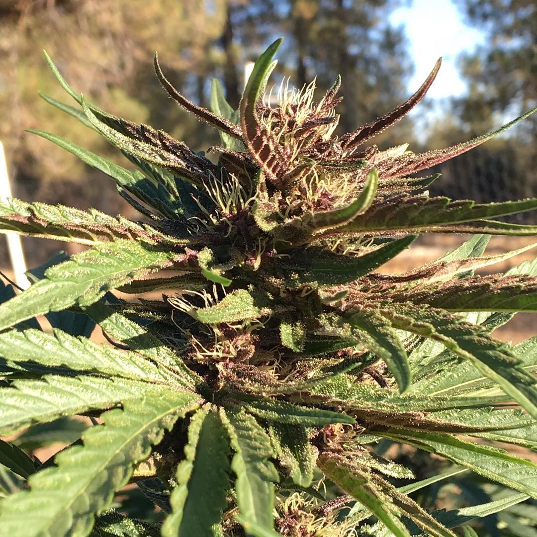 Pure Raspberry Kush Feminized Strain Info / Pure Raspberry Kush ...