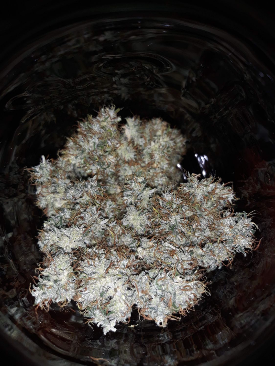 Super Skunk Auto Strain Info / Super Skunk Auto Weed By Garden of Green ...