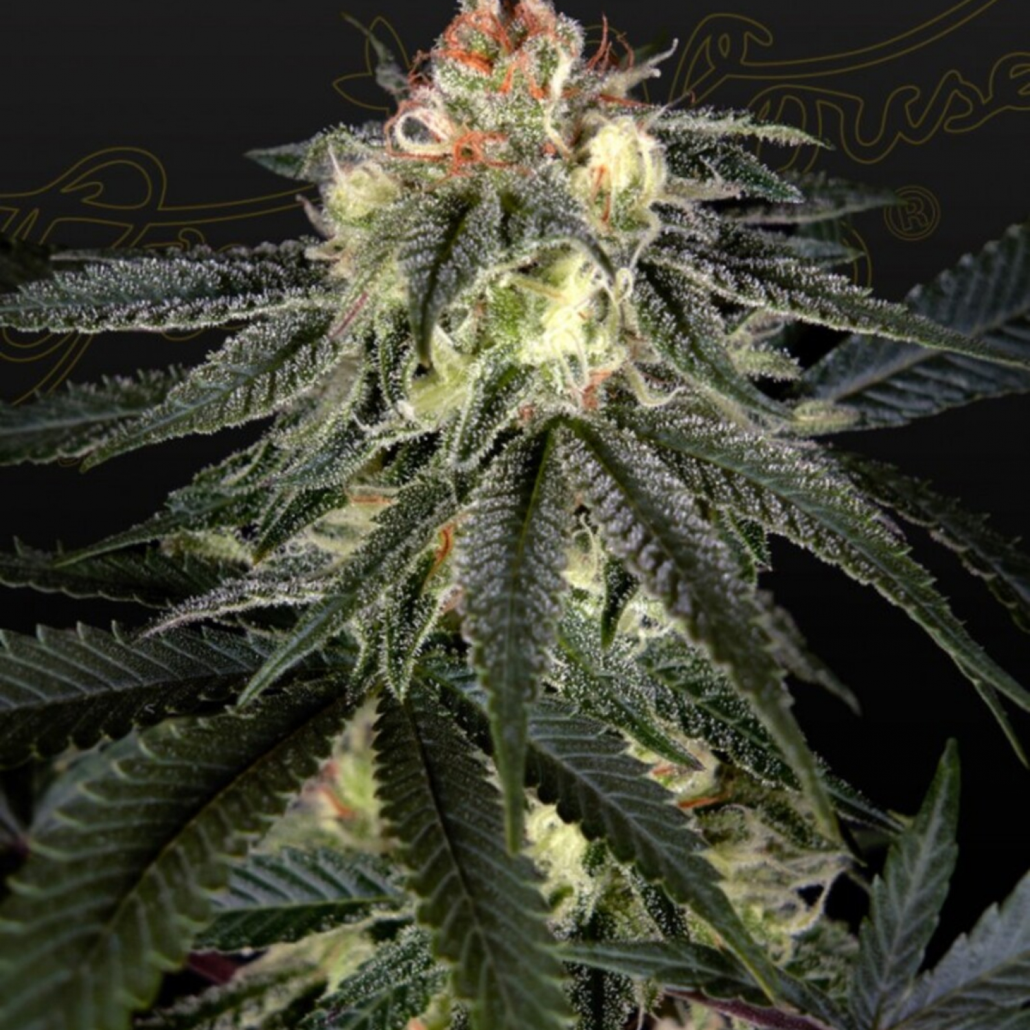 Exodus Cheese x Durban Panama Strain Info / Exodus Cheese x Durban ...