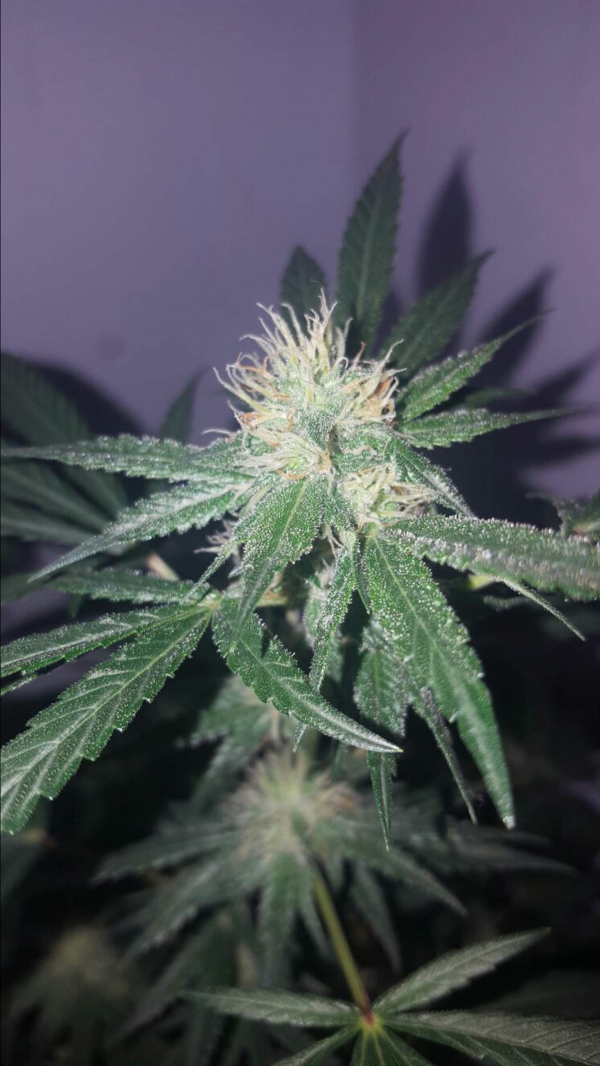 Chocolate Chunk Strain Info / Chocolate Chunk Weed By T.H.Seeds ...