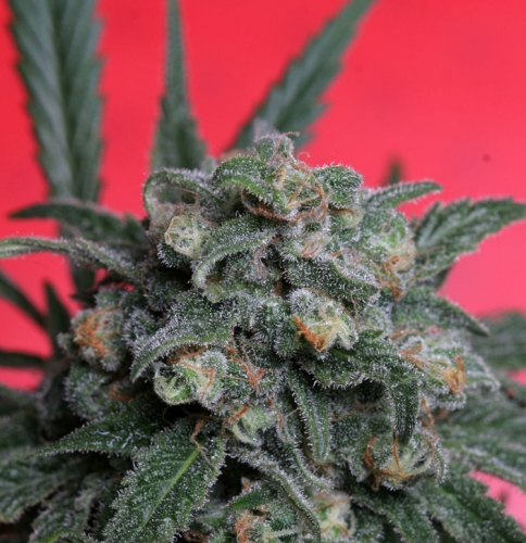 A-Train Strain Info / A-Train Weed By T.H.Seeds - GrowDiaries