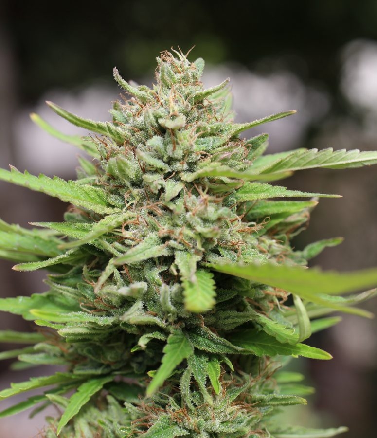 Magic Melon Strain Info / Magic Melon Weed By Dark Heart Nursery ...