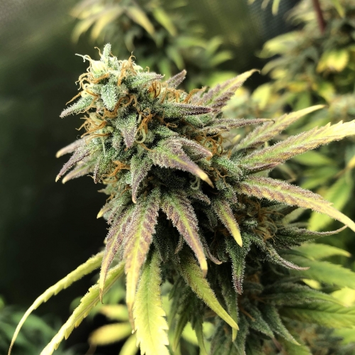 Chocolate Heaven Strain Info / Chocolate Heaven Weed By G13 Labs ...