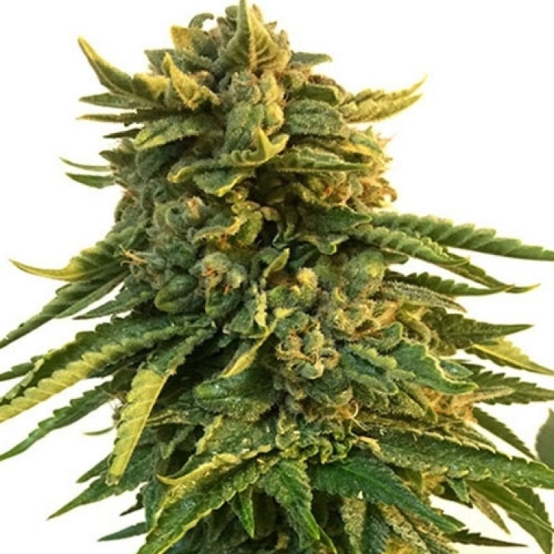 Coco Bruce Strain Info / Coco Bruce Weed By Canuk Seeds - GrowDiaries