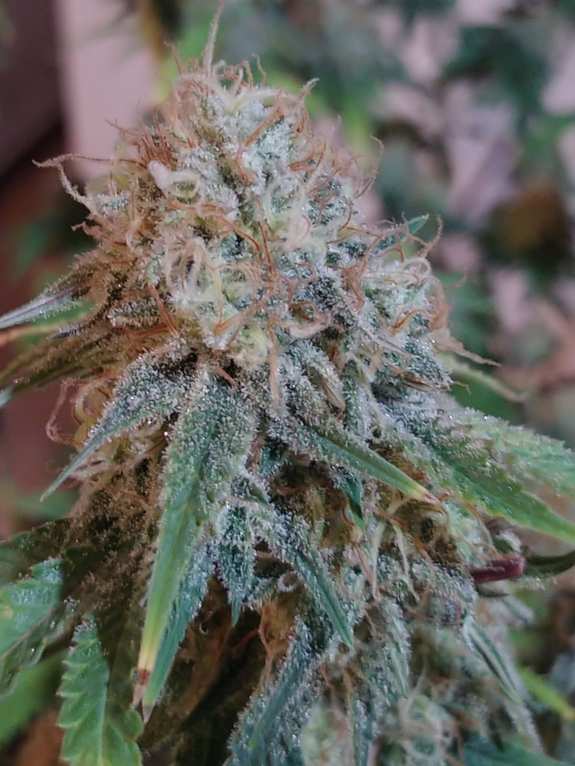 LSD Strain Info / LSD Weed By Canuk Seeds - GrowDiaries