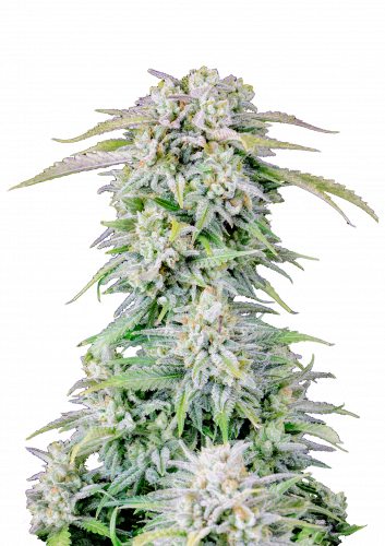Afghan Kush Auto Strain Info / Afghan Kush Auto Weed By Fast Buds ...