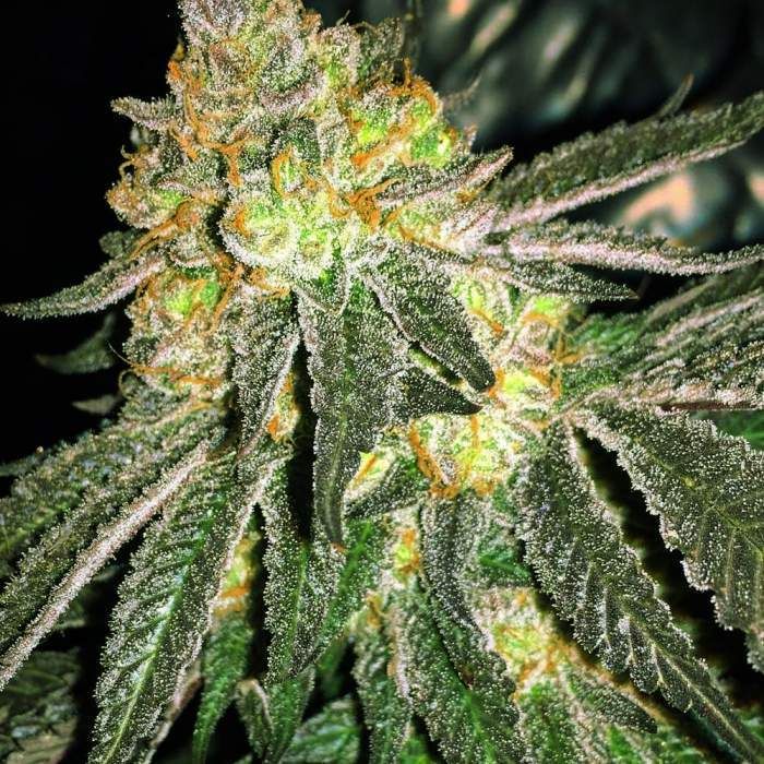Grease monkey Strain Info / Grease monkey Weed By Nirvana - GrowDiaries
