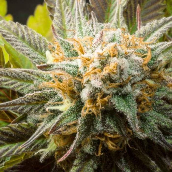Mango Kush Strain Info / Mango Kush Weed By Nirvana - GrowDiaries
