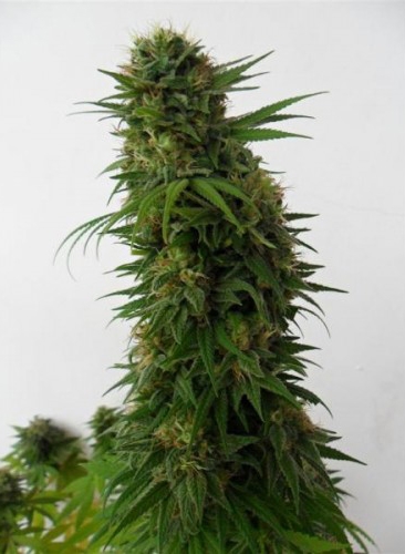 Snow Bud Strain Info / Snow Bud Weed By Dutch Passion - GrowDiaries
