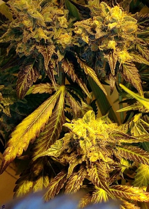 Predator Pink / Exotic Genetix strain information. Strain reviews, grow ...